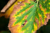 Leaf Discoloration: What Does Each Color Mean? | Caldwell Tree Care